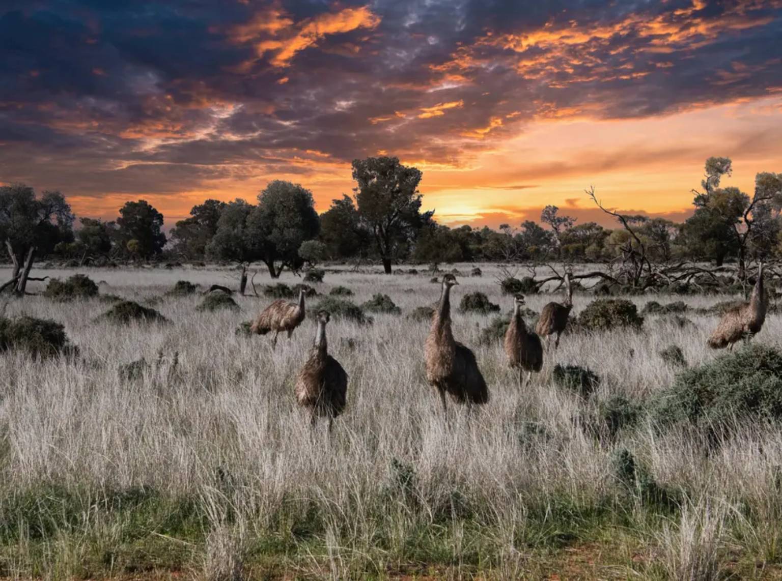 EMU IN PARADISE – Picture Perfect Prints